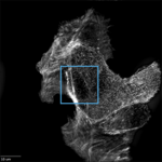 Lattice LightSheet - 3i
