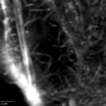 Lattice LightSheet - 3i