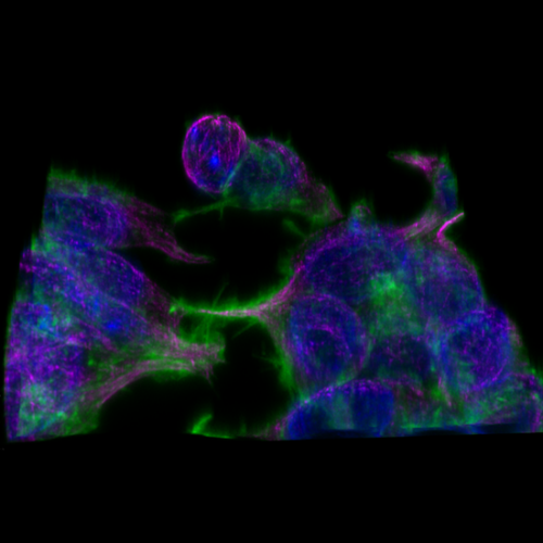 Marianas LightSheet - 3i